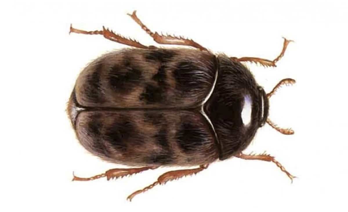 Khapra beetle | Conroy Removals NZ